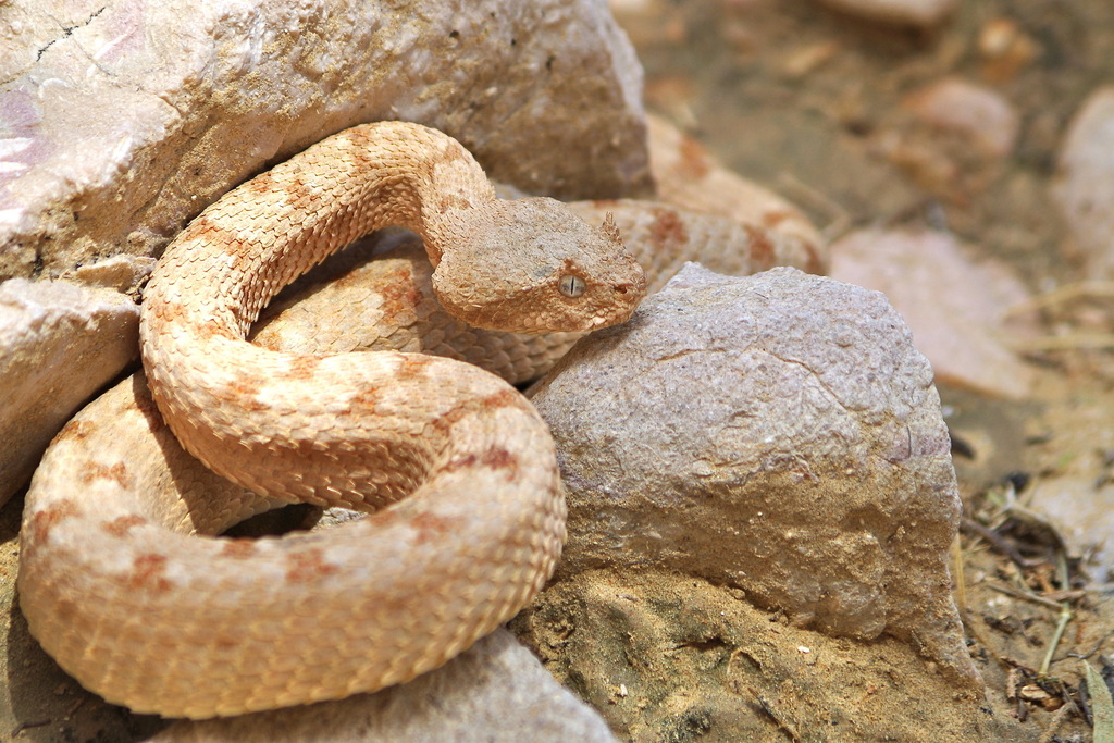 Persian Horned Viper from Jebel Hafeet - Abu Dhabi - United Arab ...