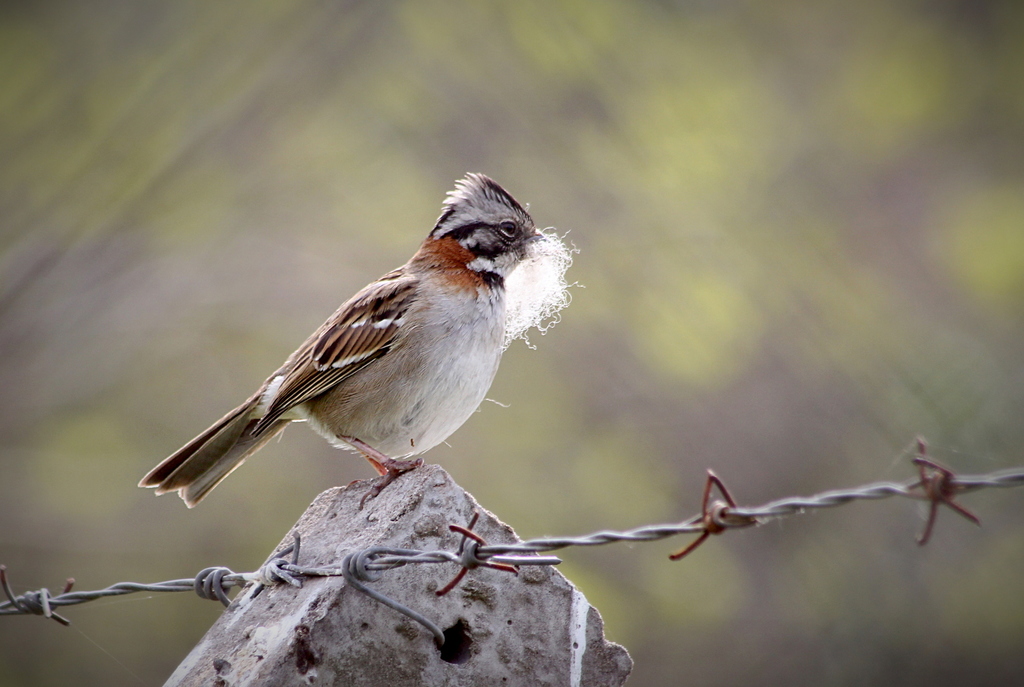 Chingolo (Biodiversidad de las Facultades de Agronomía y Veterinaria ...