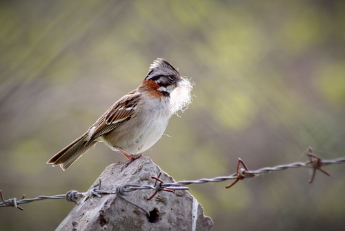 Chingolo (Biodiversidad de las Facultades de Agronomía y Veterinaria ...