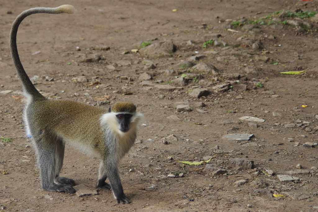Grivet Monkey from Arsi, Ethiopia on August 9, 2015 at 07:54 AM by ...