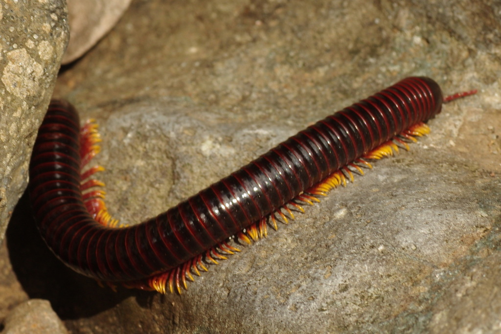 Trigoniulus macropygus from Can-avid, Eastern Samar, Philippines on ...