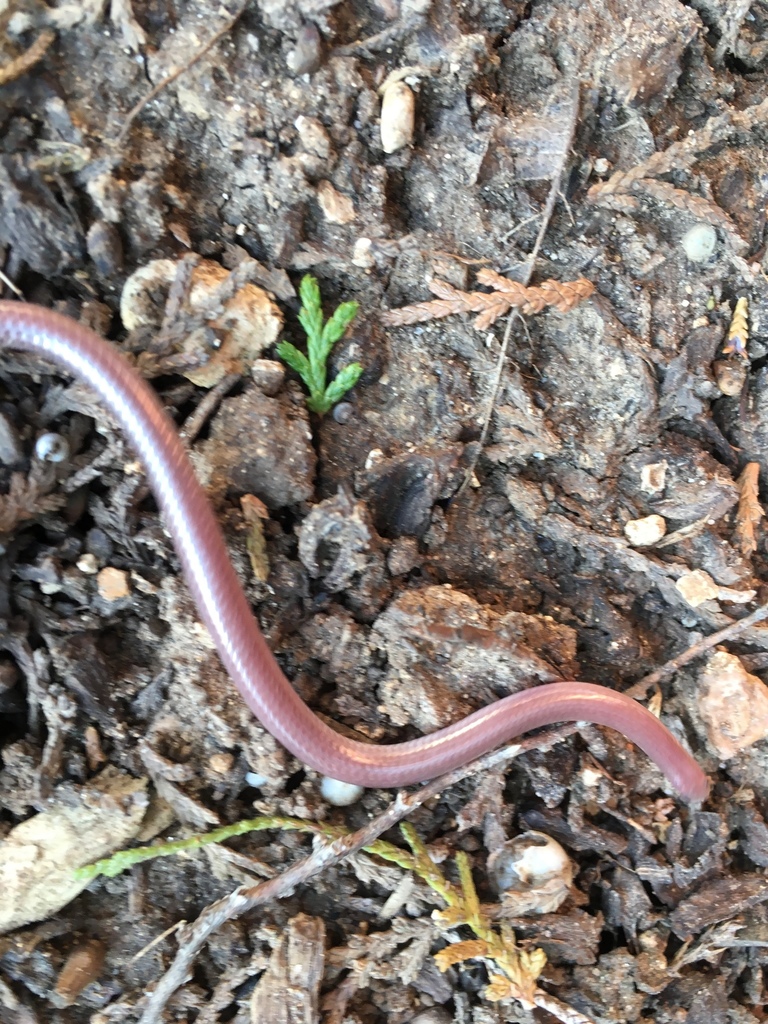 Texas Blind Snake from 1503 Oak Knoll St, Dallas, TX, US on April 15 ...