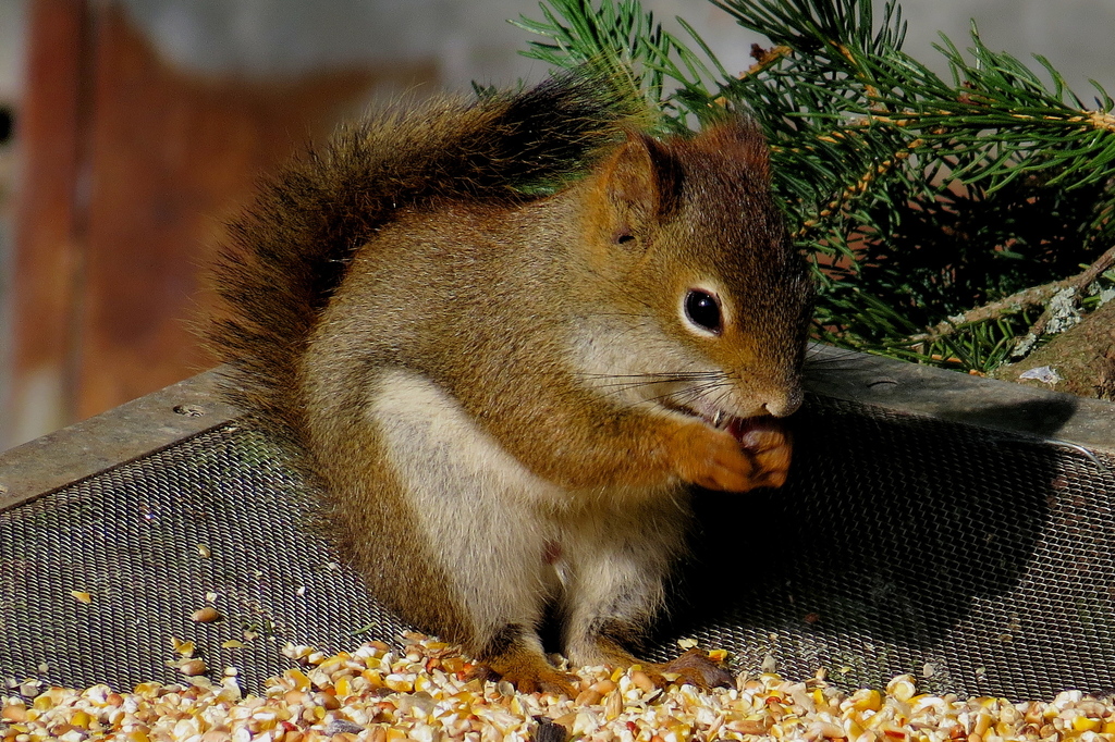Pine Squirrels (Tamiasciurus) - Know Your Mammals