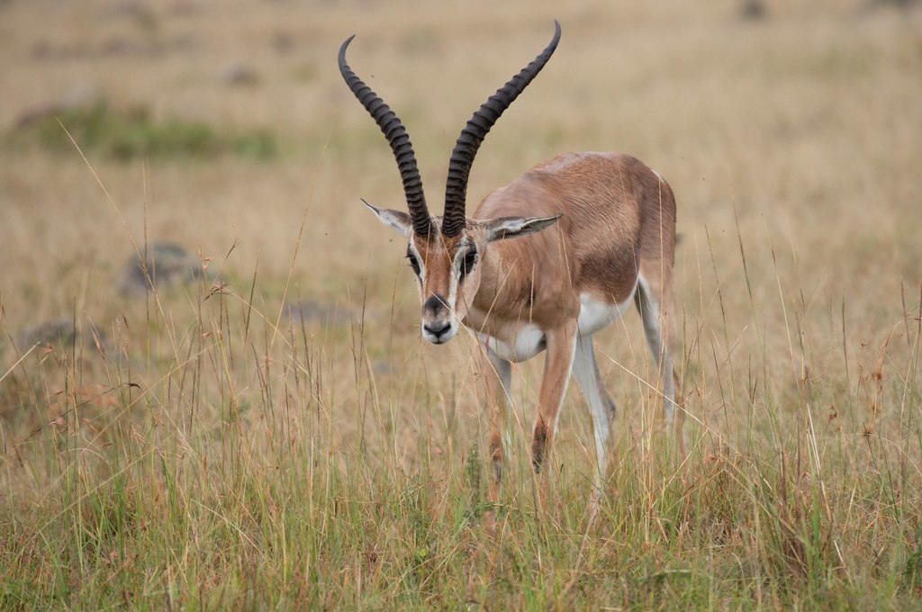 Southern Grant's Gazelle from Kenya on March 3, 2019 at 09:20 AM by Jes ...