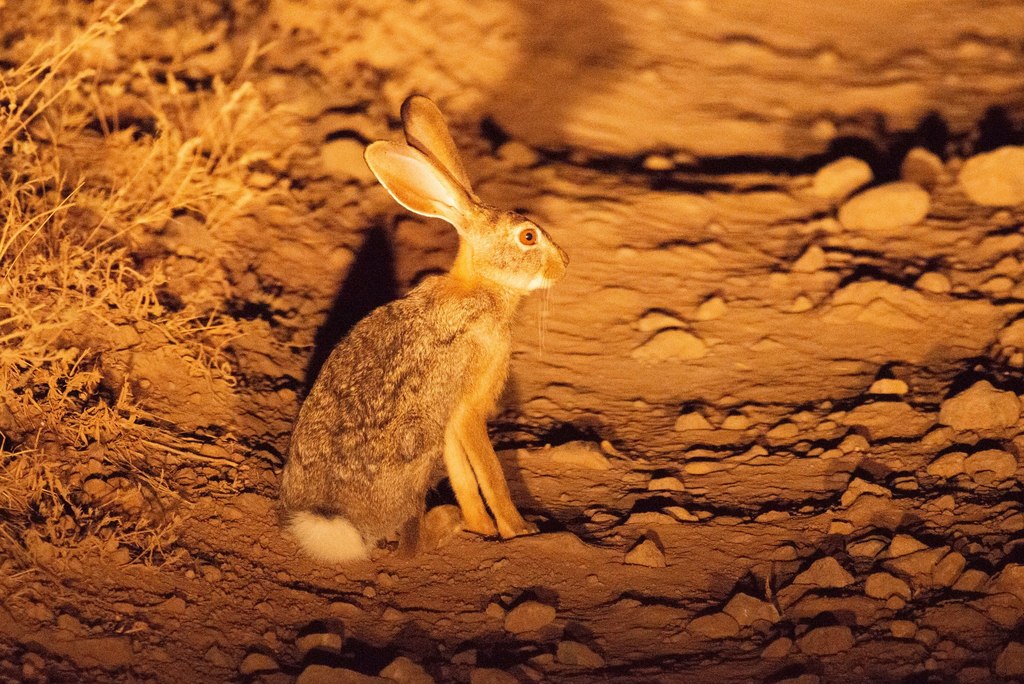African Savannah Hare from 6CGR+58 Isiolo, Meru, Kenya on March 02 ...