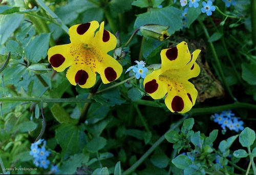 Hybrid Erythranthe × smithii · iNaturalist