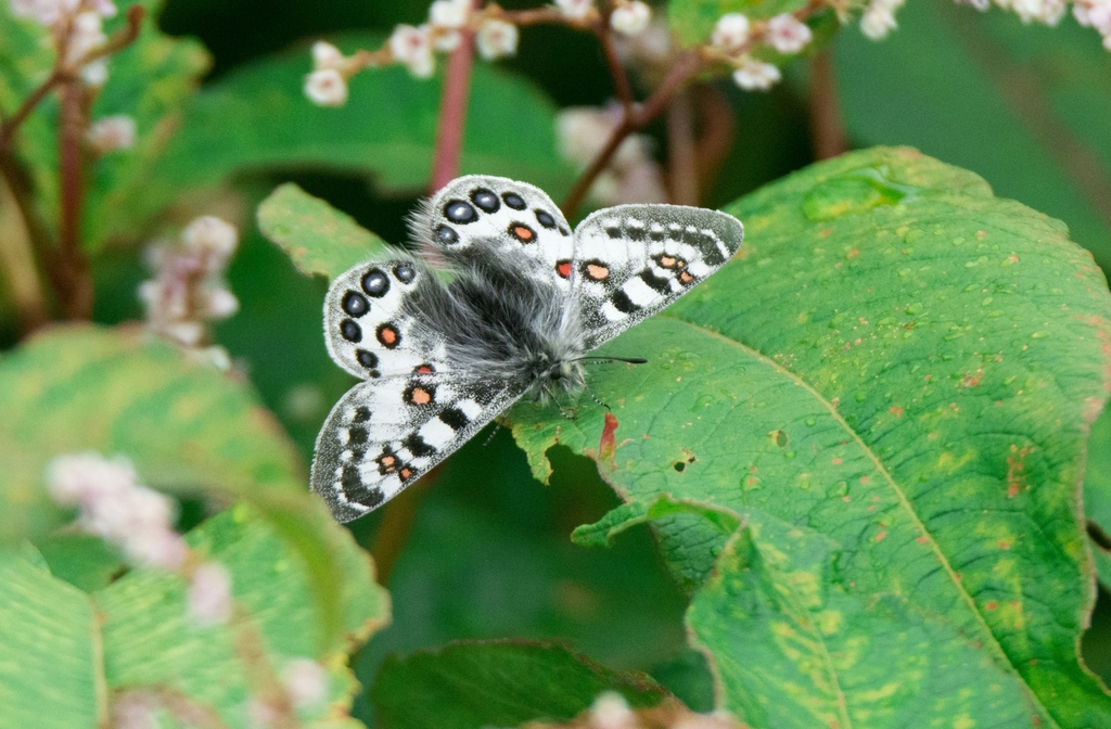 Common Blue Apollo from Zuluk, Sikkim 737131, India on September 3 ...