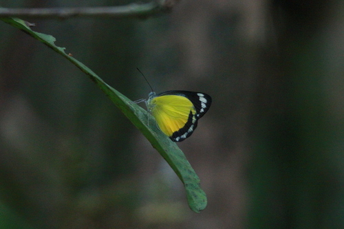 Delias biaka · iNaturalist