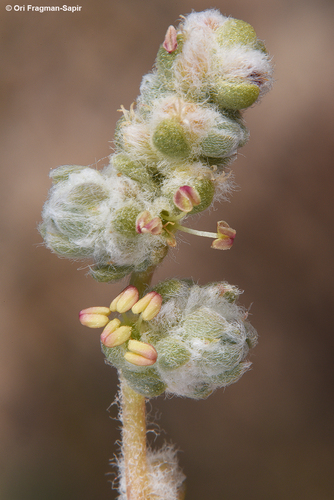 Chenolea arabica · iNaturalist