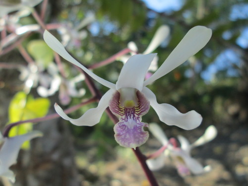 Dendrobium lineale · iNaturalist
