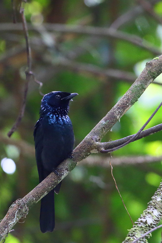 Sumatran Drongo (Dicrurus sumatranus) · iNaturalist Guatemala