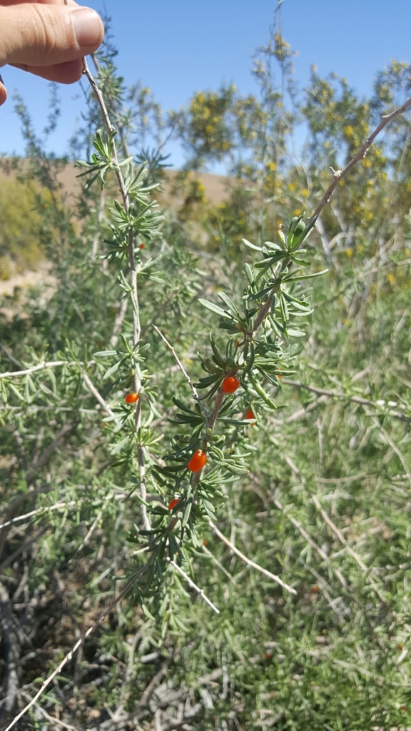 Anderson Thornbush from Imperial County, US-CA, US on March 25, 2017 at ...