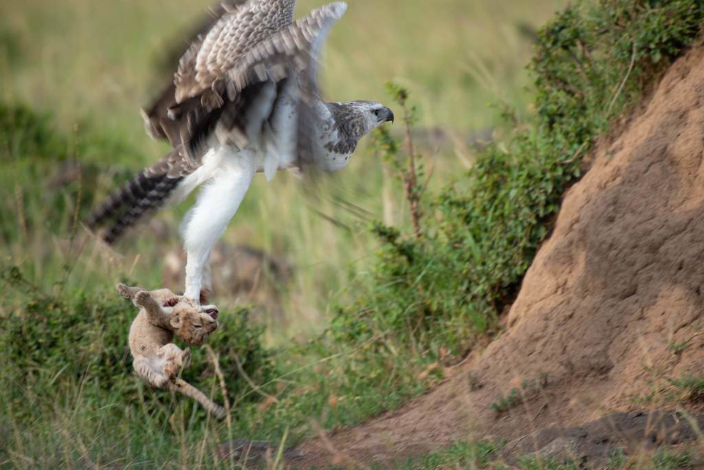 Martial Eagle in March 2019 by Jes Lefcourt · iNaturalist