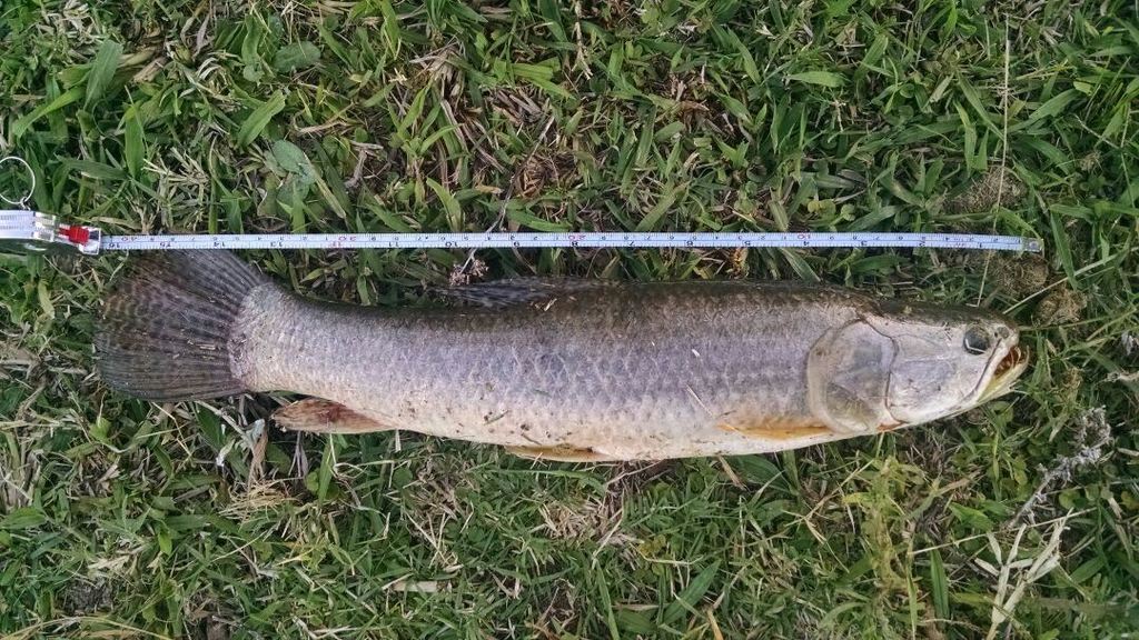 Tararira (Biodiversidad de las Facultades de Agronomía y Veterinaria ...