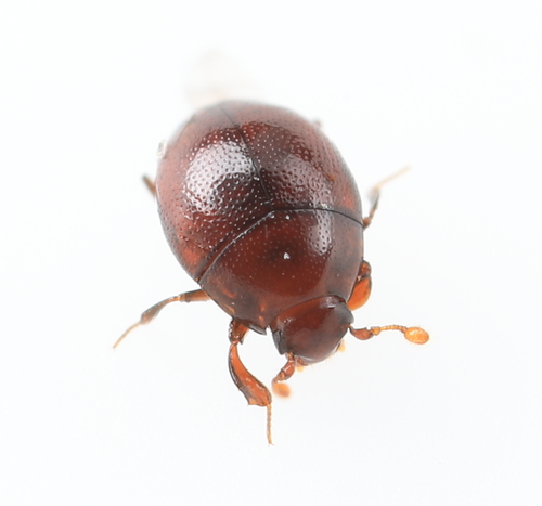 Genus Bacanius · iNaturalist