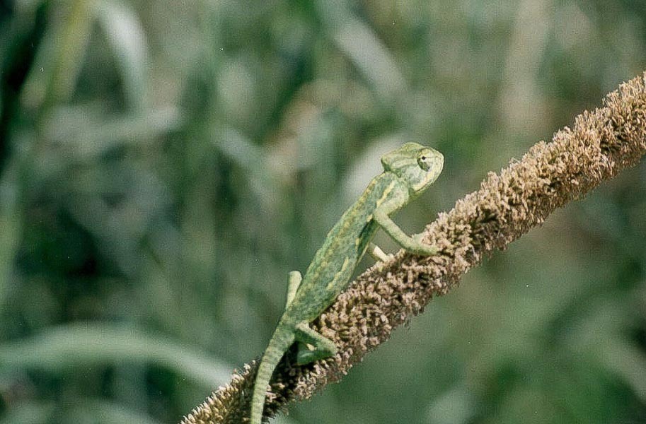 African Chameleon from Mopti Region, Mali on September 1, 2004 at 06:56 ...