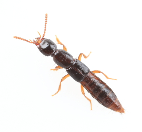 Atrecus americanus · iNaturalist