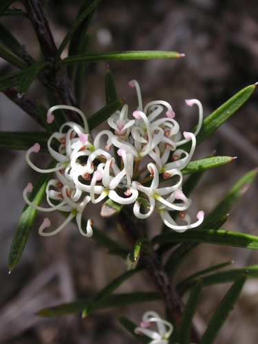 alpine Grevillea (Grevillea australis) · iNaturalist