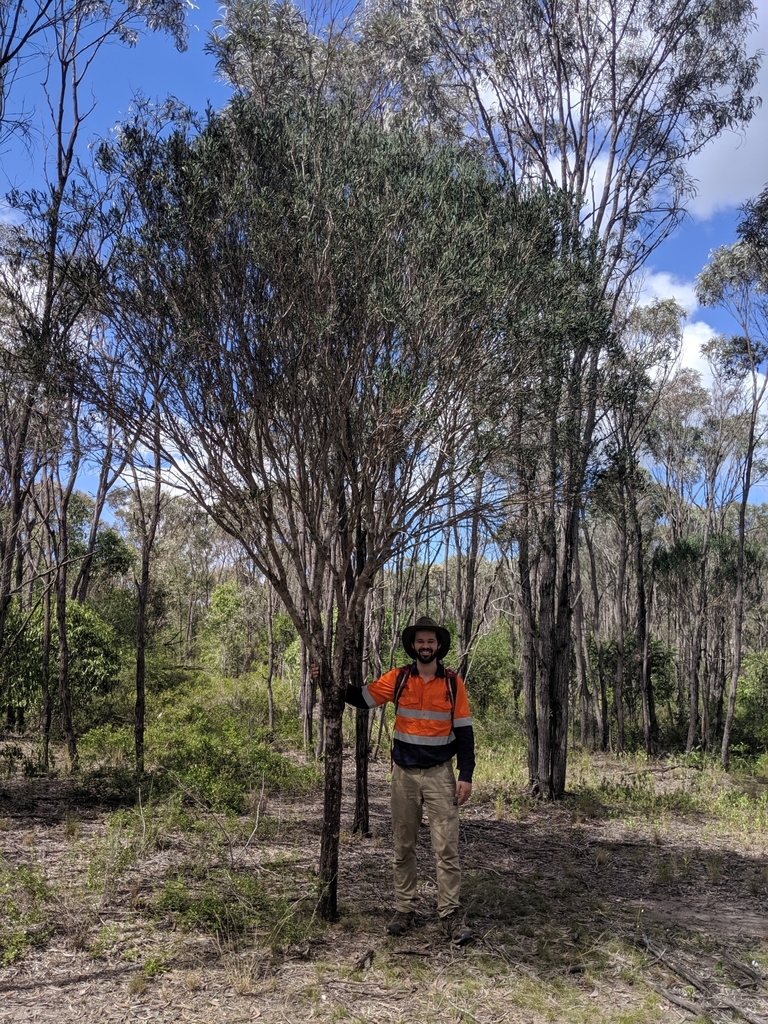 Australian desert lime from Oxford QLD 4742, Australia on April 16 ...