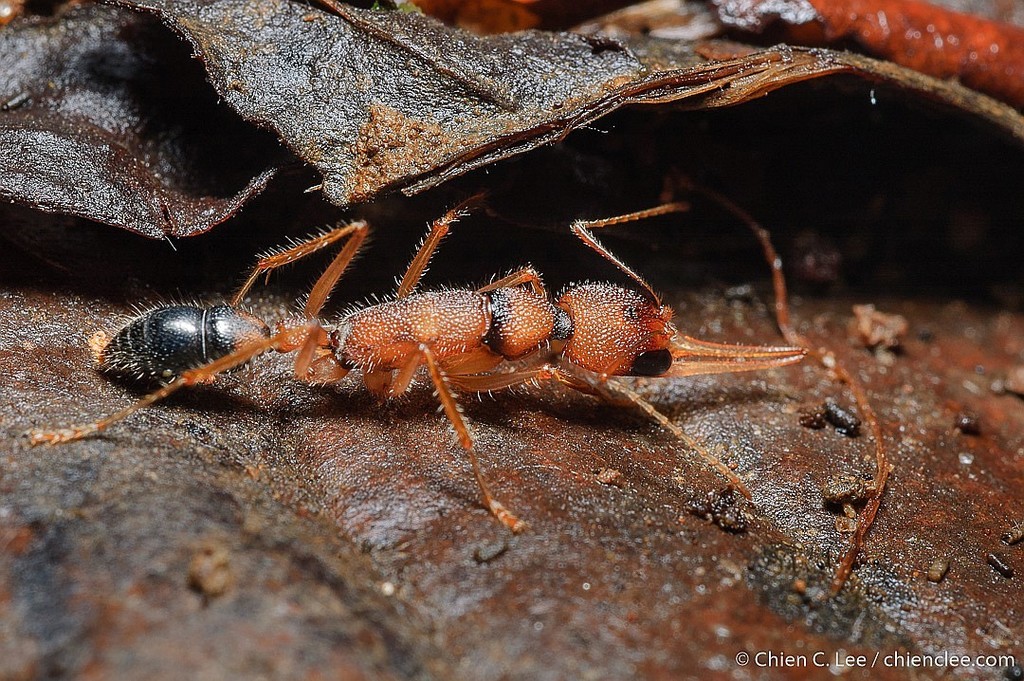 Indian Jumping Ant from Ratnapura, Sri Lanka on January 12, 2005 at 12: ...