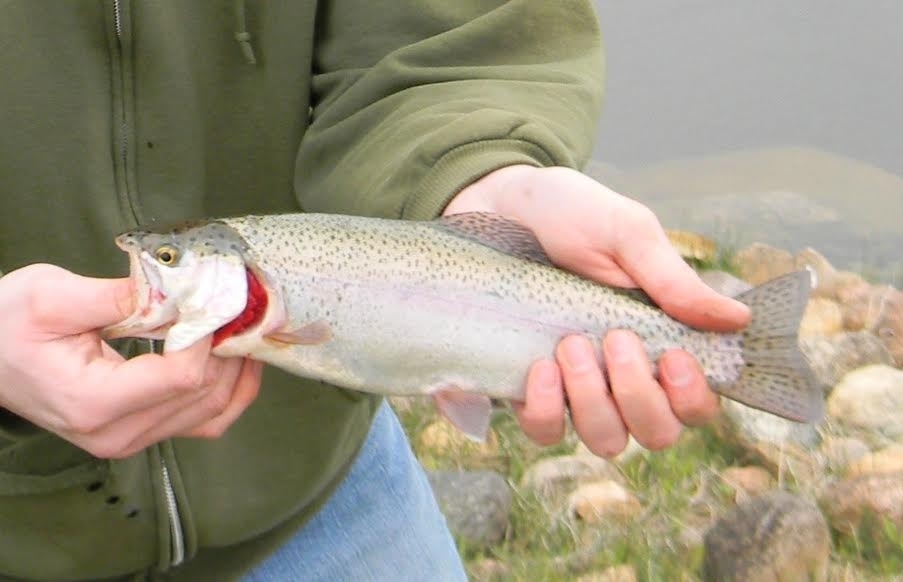 Rainbow Trout from Rudyard, MT 59540, USA on June 24, 2012 at 12:00 AM ...