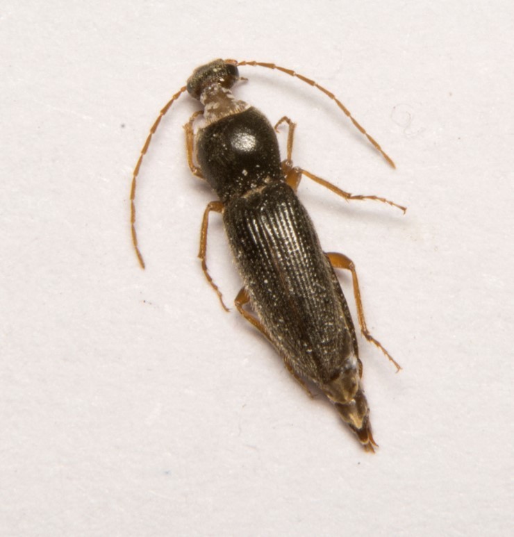 Click Beetles from Guamote, Ecuador on September 08, 2017 at 09:38 PM ...