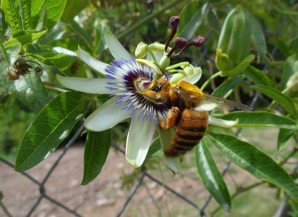 Abeja carpintera (Biodiversidad de las Facultades de Agronomía y ...