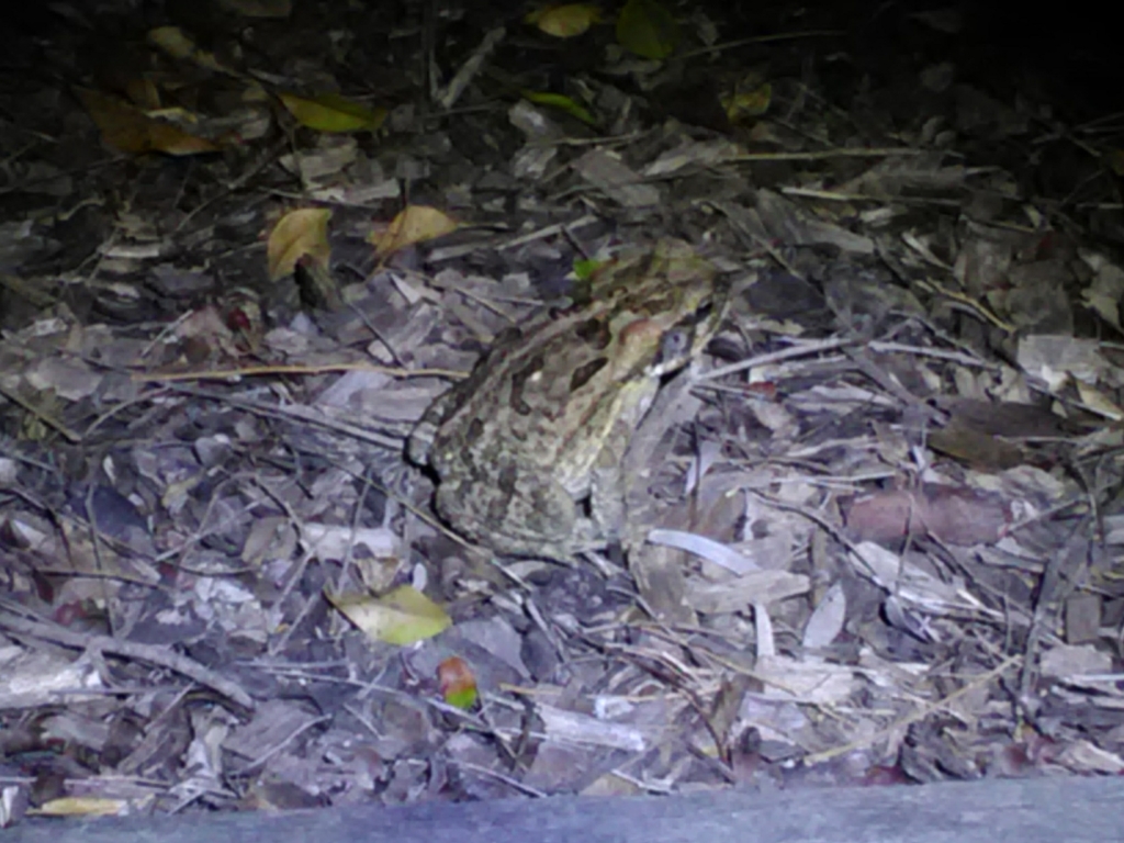 Cane Toad in April 2020 by Ethan Craft · iNaturalist