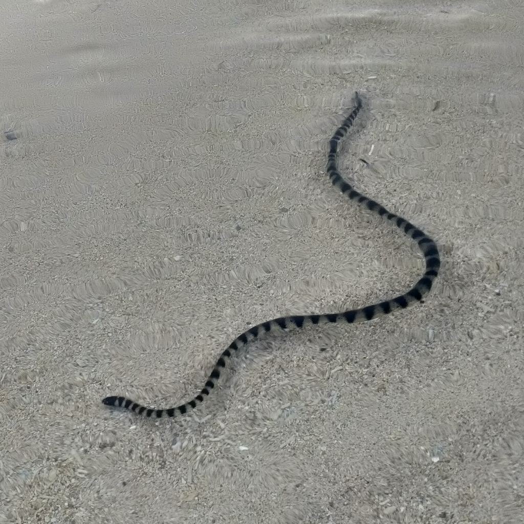 Slender-necked Sea Snake from 1571 Tancha, Onna, Kunigami-gun, Okinawa ...