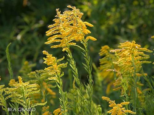 Vara de oro (Biodiversidad de las Facultades de Agronomía y Veterinaria ...