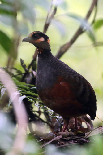 Subspecies Arborophila javanica javanica · iNaturalist