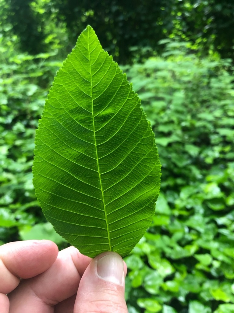 Red Alder from Stinson Beach, CA 94970, USA on April 15, 2020 at 06:00 ...