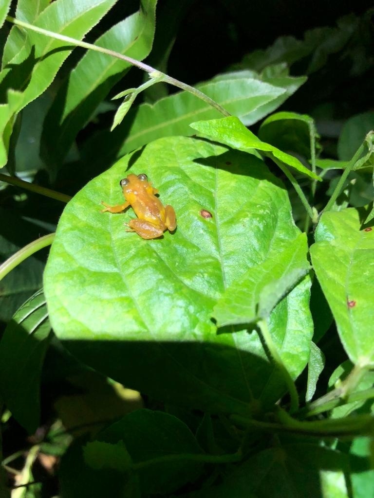 plains coqui in April 2020 by Jesús D. Quiñones-Llópiz · iNaturalist
