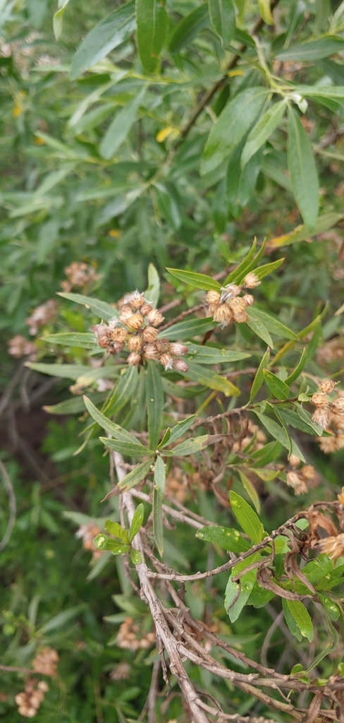 mule fat from Santa Monica Mountains National Recreation Area, Los ...