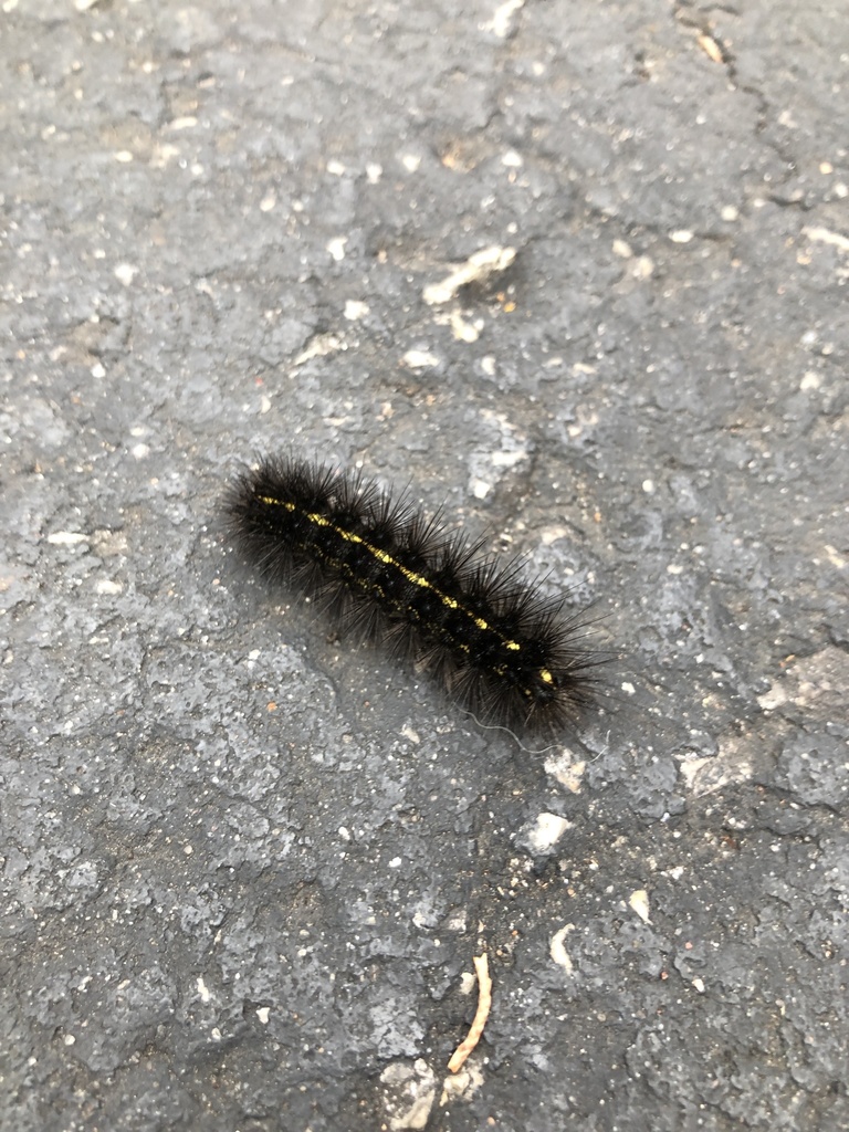 Tiger Moths from 4424 Gaines Ranch Loop, Austin, TX, US on April 17 ...