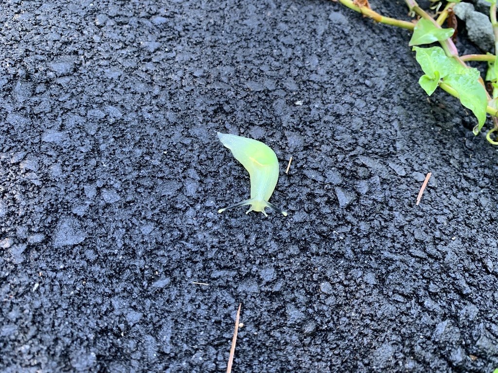 Puerto Rican Semi-slug from El Yunque National Forest, Río Grande, PR ...