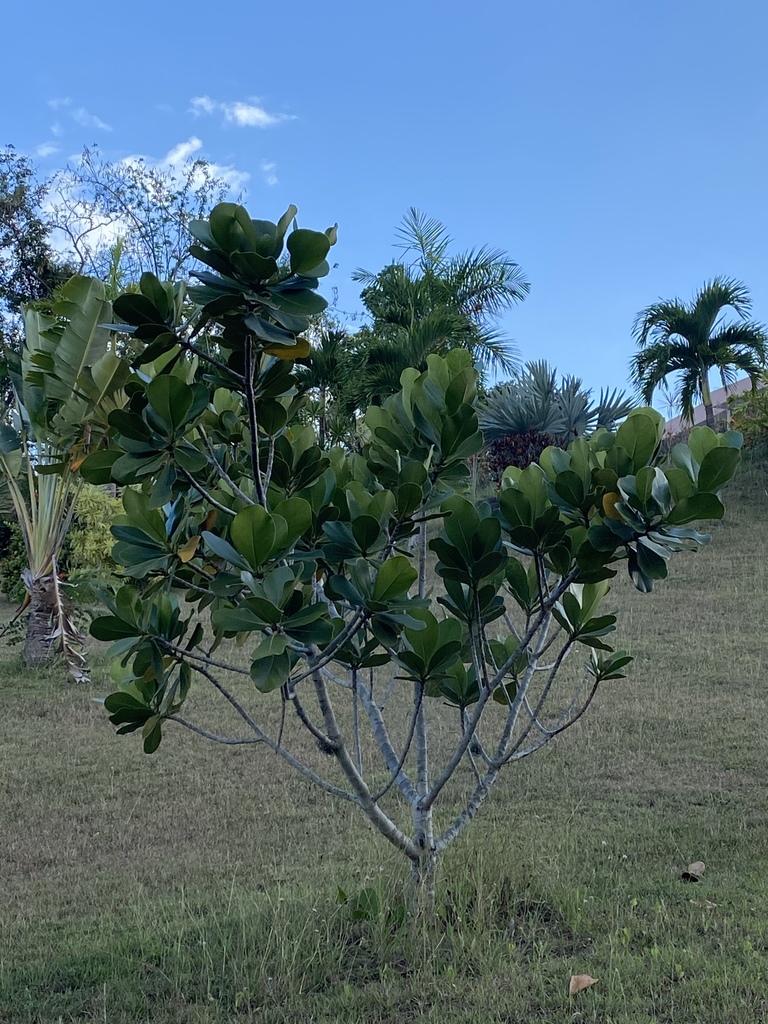 autograph tree from Puerto Rico, Coamo, PR, US on April 17, 2020 at 05: ...