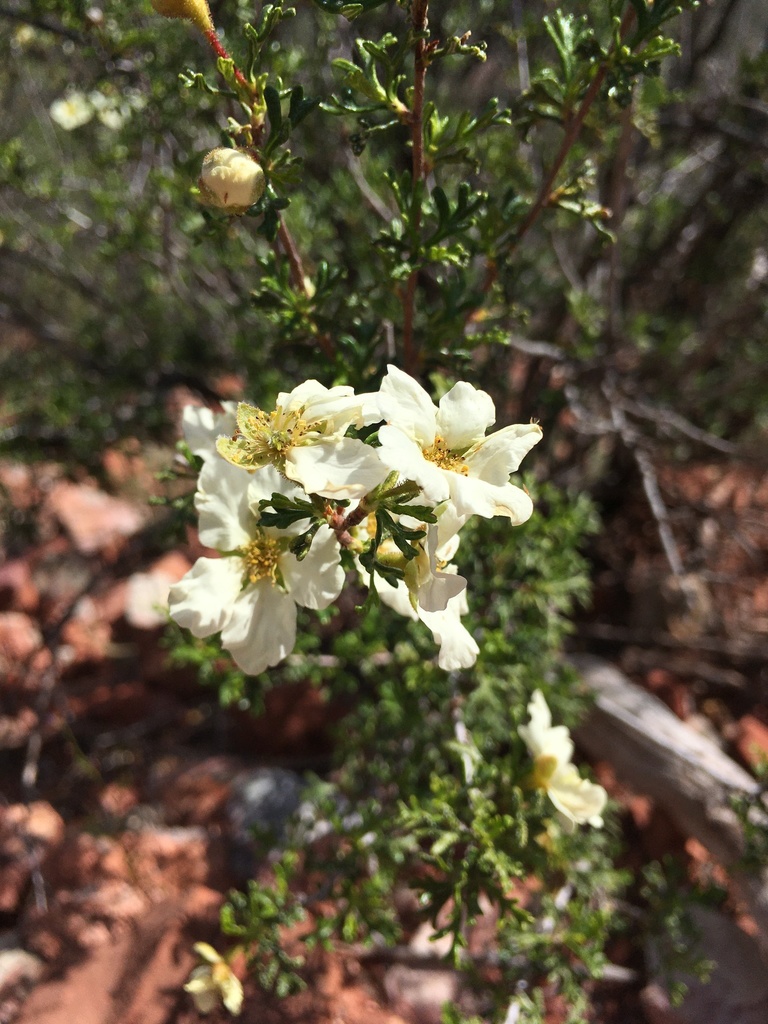 Stansbury's Cliffrose from Prescott National Forest, Sedona, AZ, US on ...