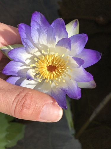 Nymphaea lukei · iNaturalist