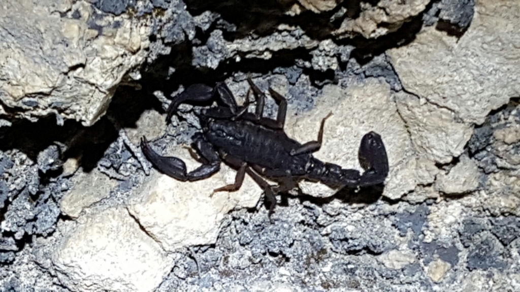 Texas Cave Scorpion from 2948 Ranch Road 674 Rocksprings, TX 78880 on ...