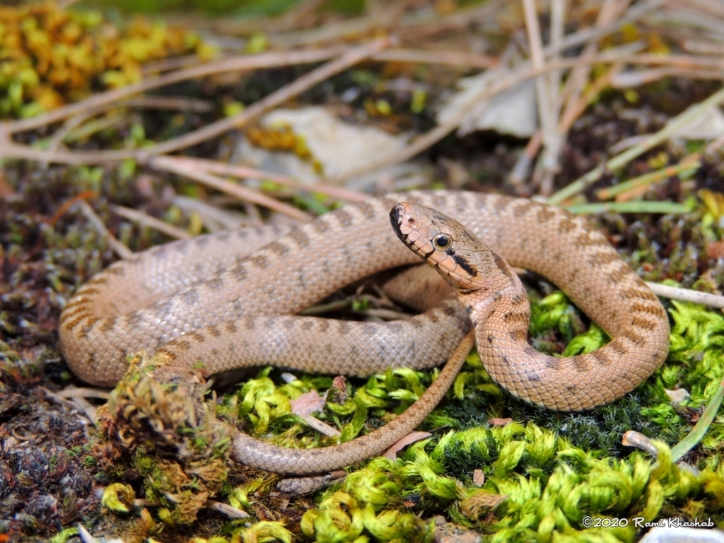 Caucasian Ratsnake from Dhour El Choueir, Lebanon on April 16, 2020 at ...