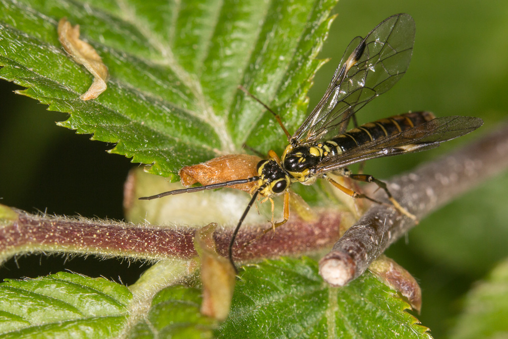 Tenthredopsis from Maiella, Pescara, Abruzzo, Italy on May 16, 2017 at ...