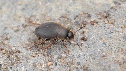 Catops angustipes · iNaturalist