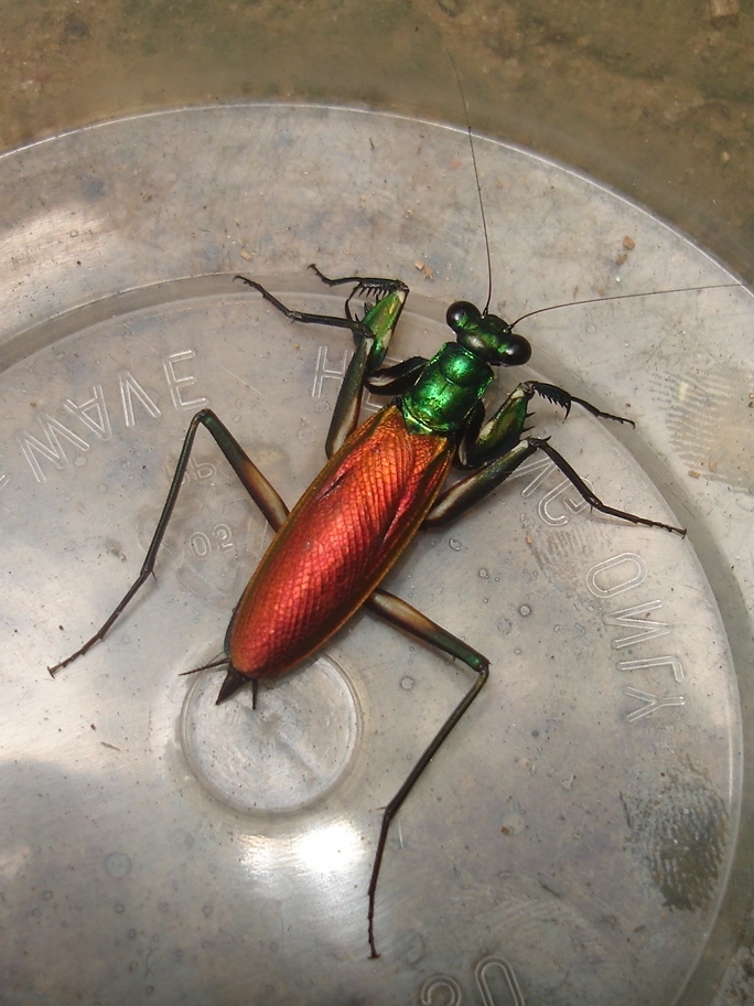 Iridescent Bark Mantis from Perak, Malesia on July 3, 2008 at 02:38 PM ...