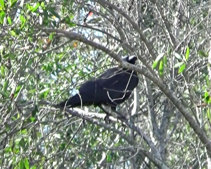 Torresian Crow in March 2020 by Ethan Craft · iNaturalist