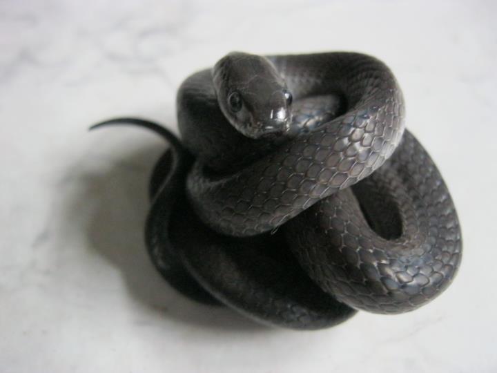 Blyth's Reticulate Snake from Aizawl, Mizoram, India on July 12, 2011 ...