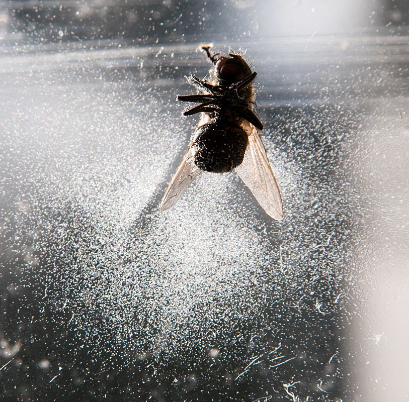 Fly Death Fungi from Stanford Bishop, Herefordshire, England on ...