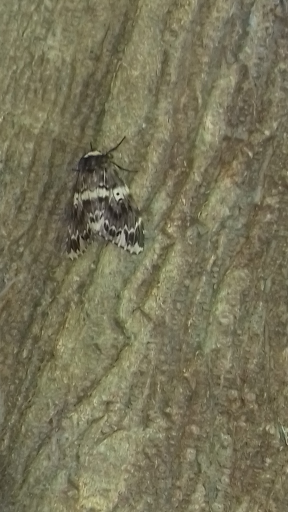 Lymantria barica from Nosy Be, Madagascar on October 20, 2017 by Mae ...