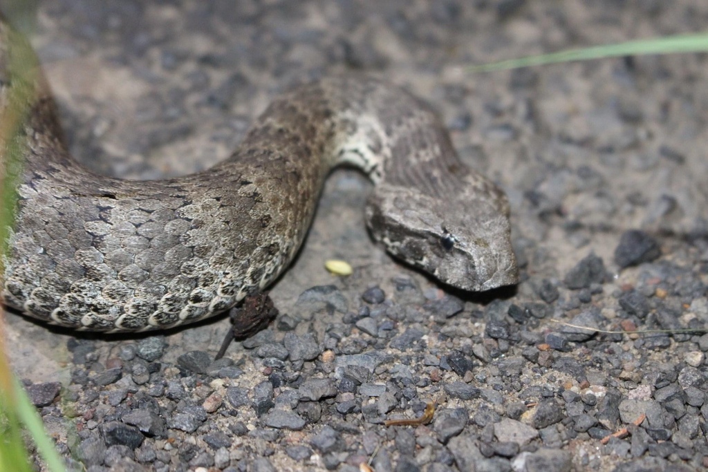 Common Death Adder from Yengo National Park, Laguna, NSW, AU on April ...