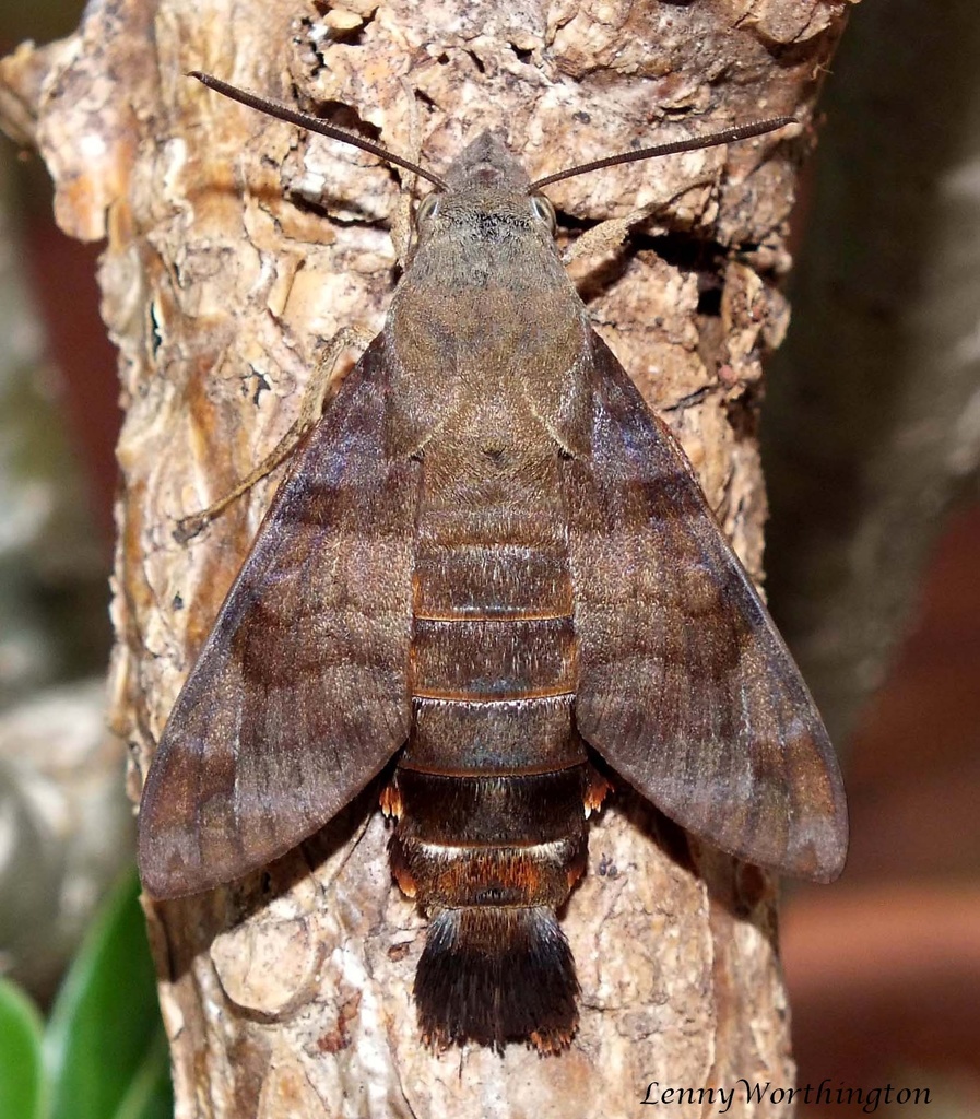 Purple Dwarf Hummingbird Hawk Moth from Cheelong Chaiyaphum Thailand on ...